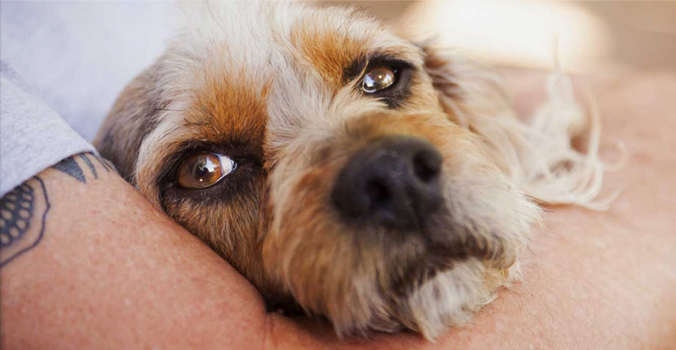 Best Pet Blog | PerfectPets.com.au