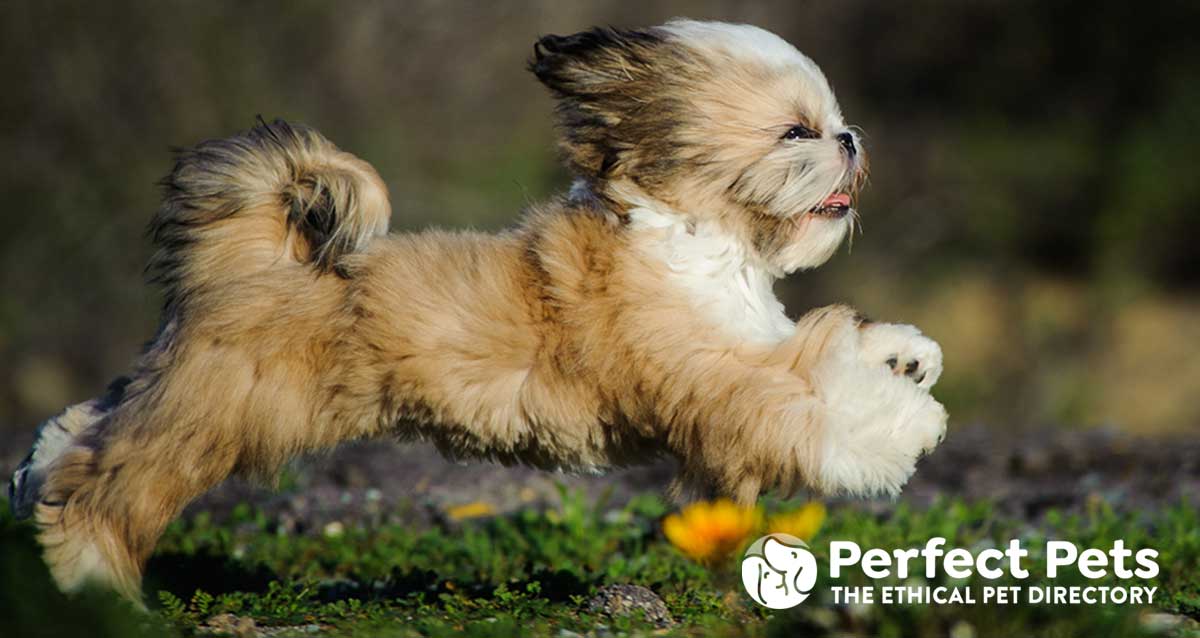 Pet Rescue & Adoption, Animal Welfare for Dachshund Dogs in Australia ...