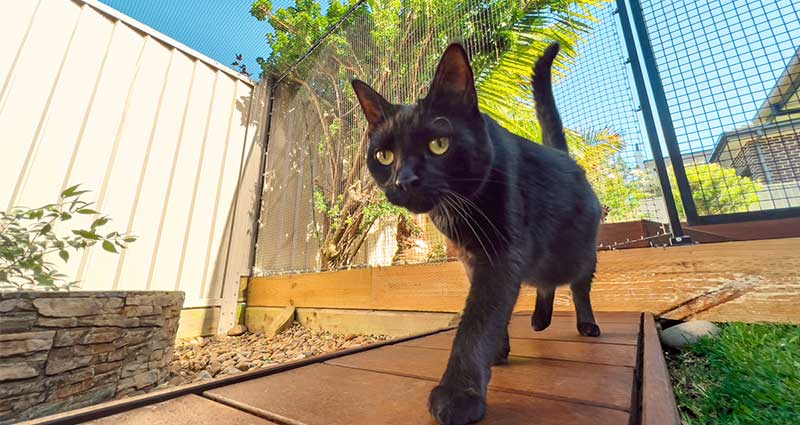 Aussie Cats and Catios