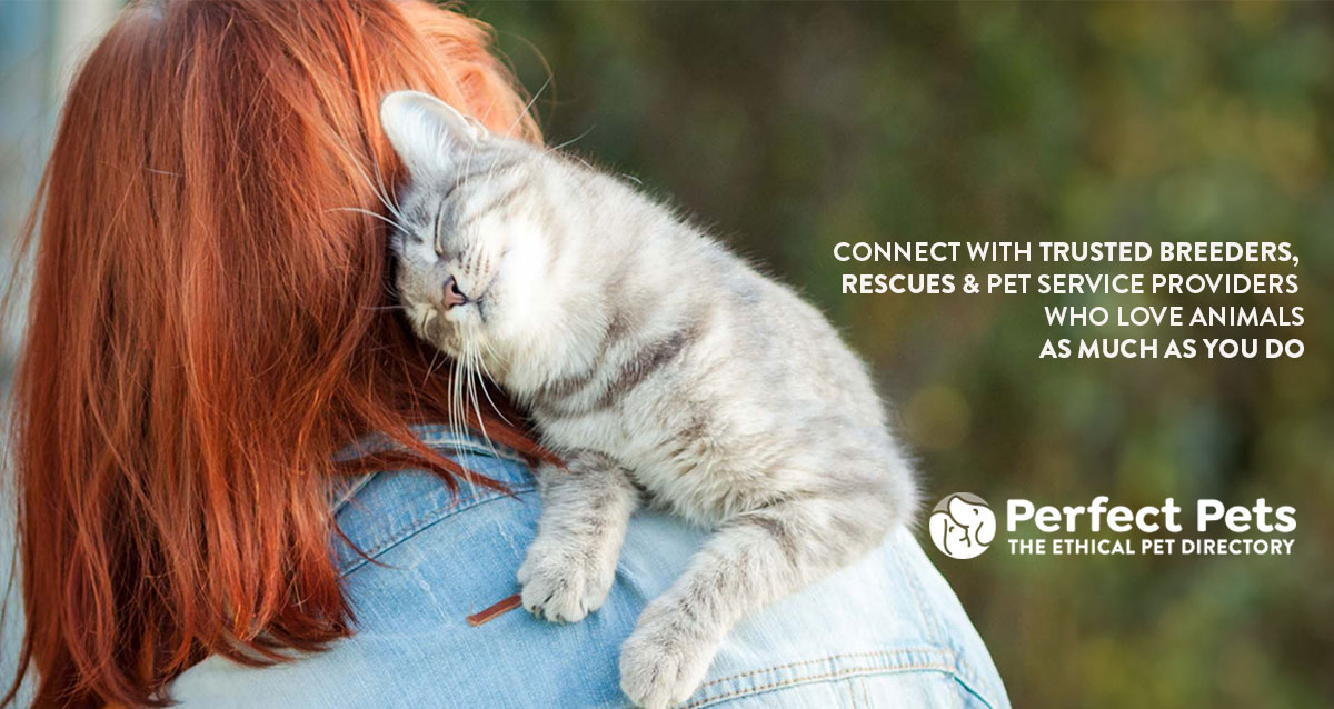 Looking for a Pet? Trusted Advice & Scam Alerts