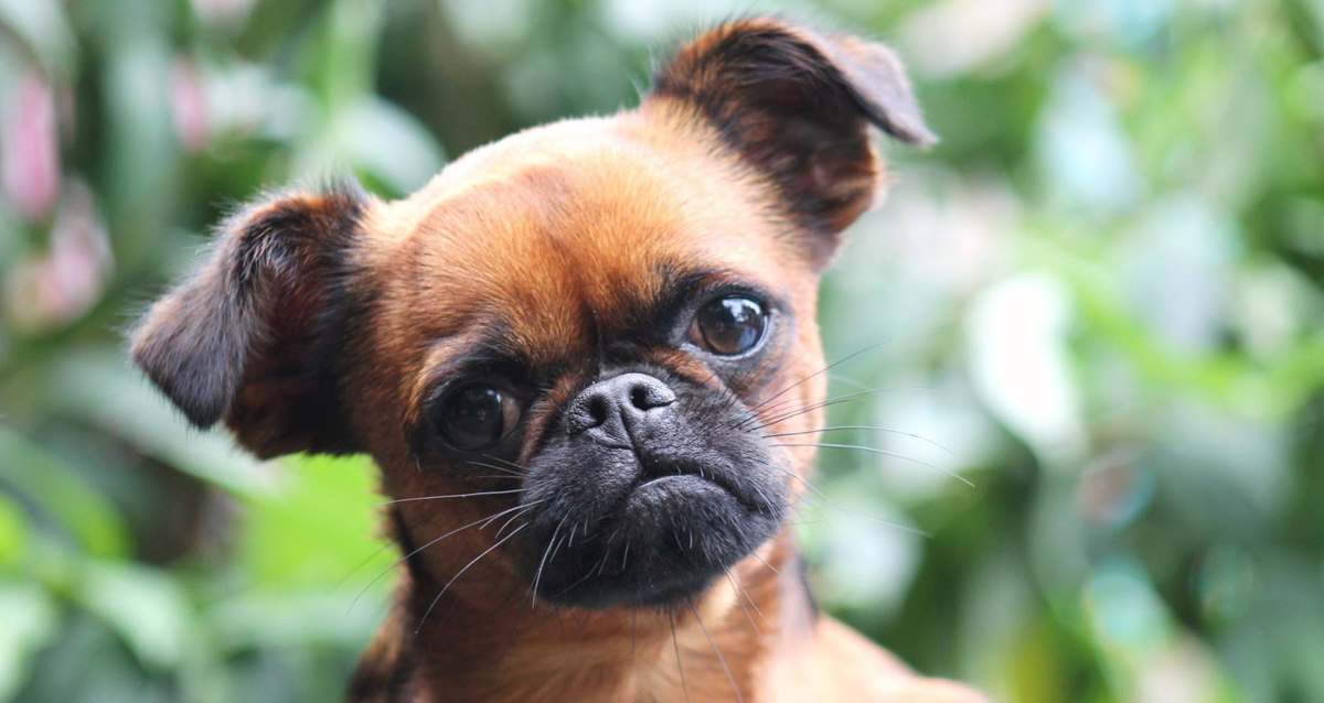 Teacup Puppies: Health risks & the truth behind the trend
