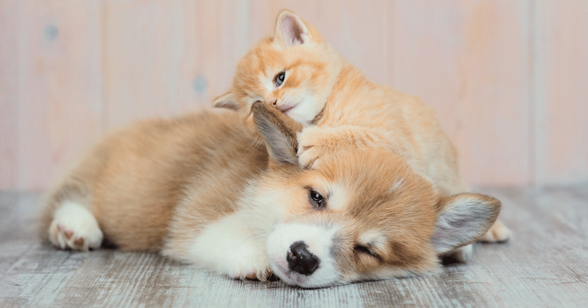 What are Pedigree Papers? Dog & Cat Pedigrees Explained | Perfect Pets