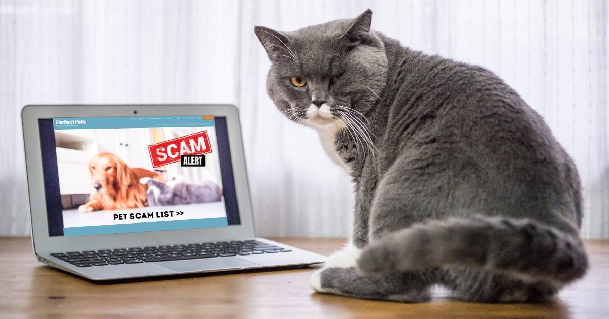 Pet Scam Alerts Australia 2025 - Verified Pet Scam List & Reports