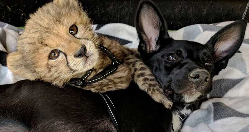 When a dog is a cheetahs best friend