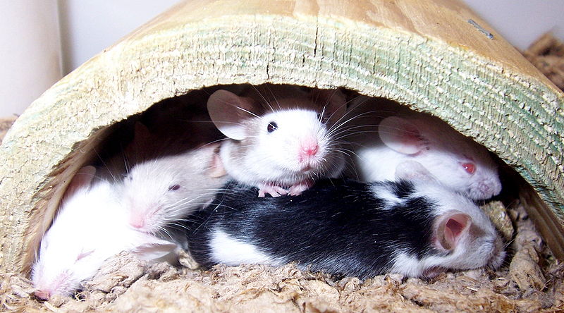 Mice breed guide | Perfect Pets