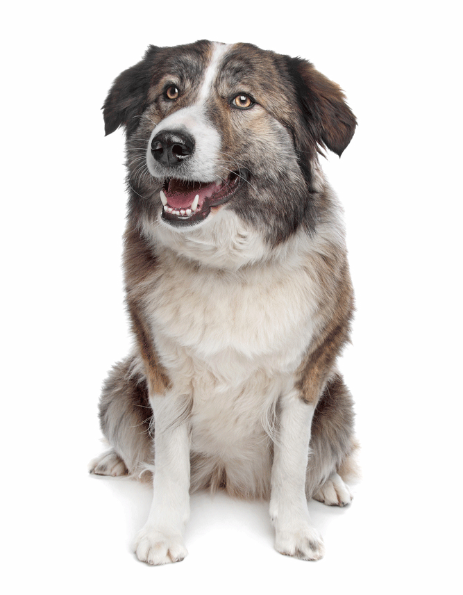 Aidi breed guide | Perfect Pets