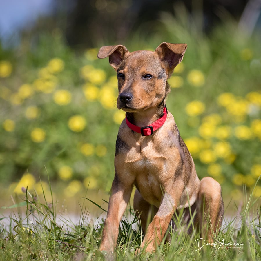 Xoloitzcuintle breeders in Australia - breed guide | Perfect Pets