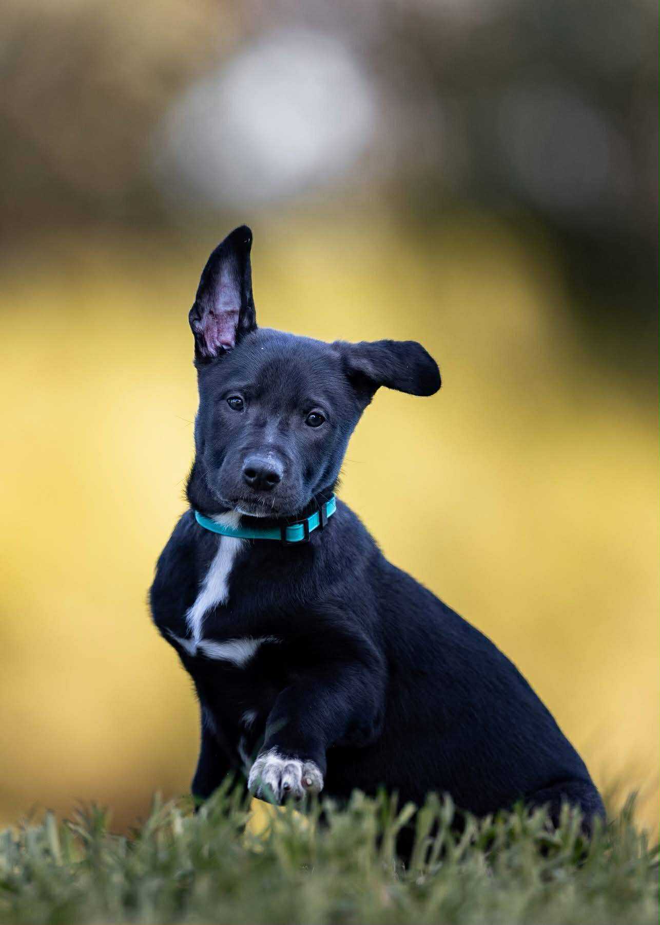 Xoloitzcuintle breeders in Australia - breed guide | Perfect Pets